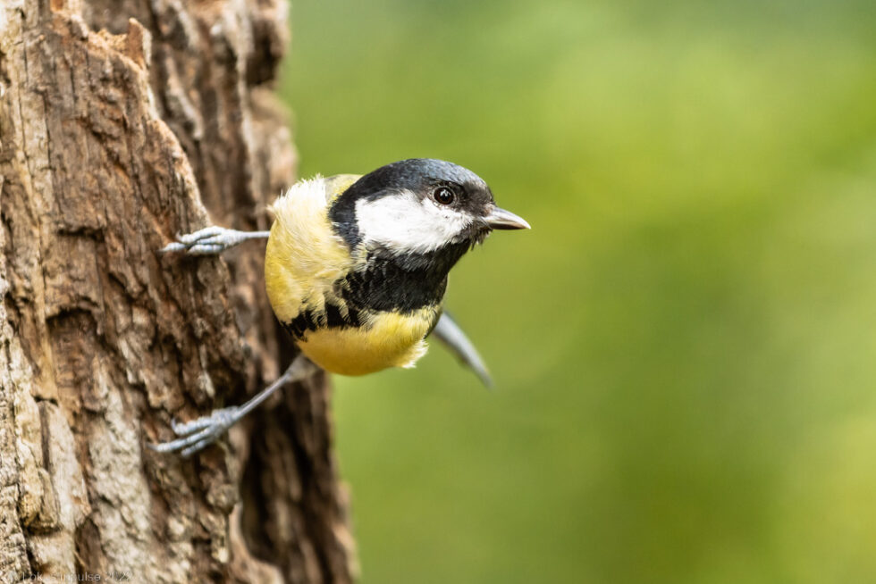 Ich bin eine Kohlmeise
