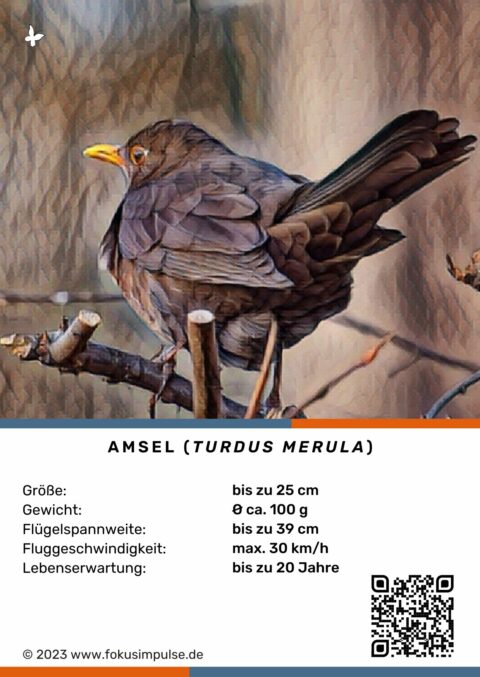 Ich bin eine Amsel