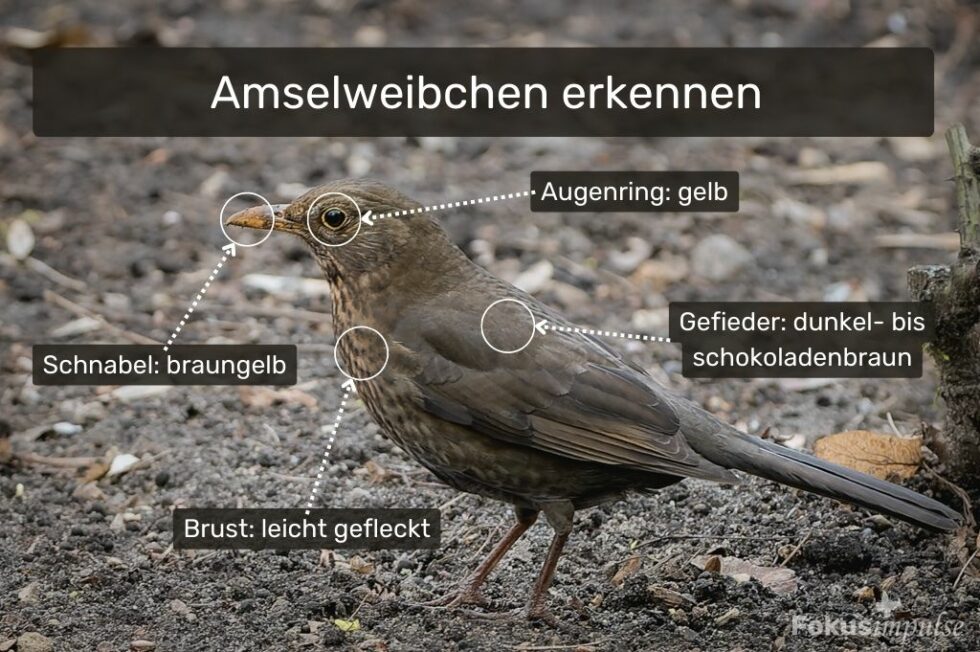 Ich bin eine Amsel
